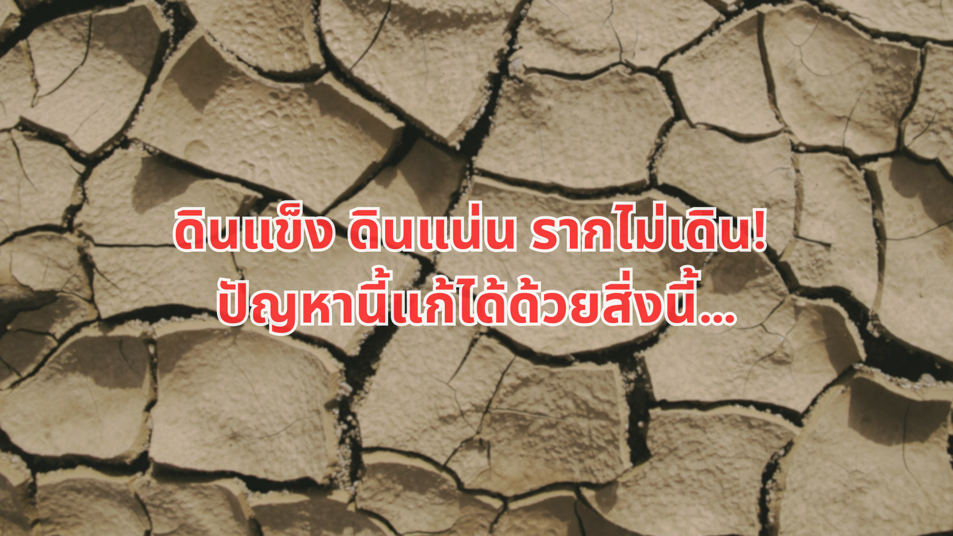 ดินเสีย ดินแข็ง ดินแน่น รากไม่เดิน! ปัญหานี้แก้ได้ด้วยสิ่งนี้… - Dr.Din