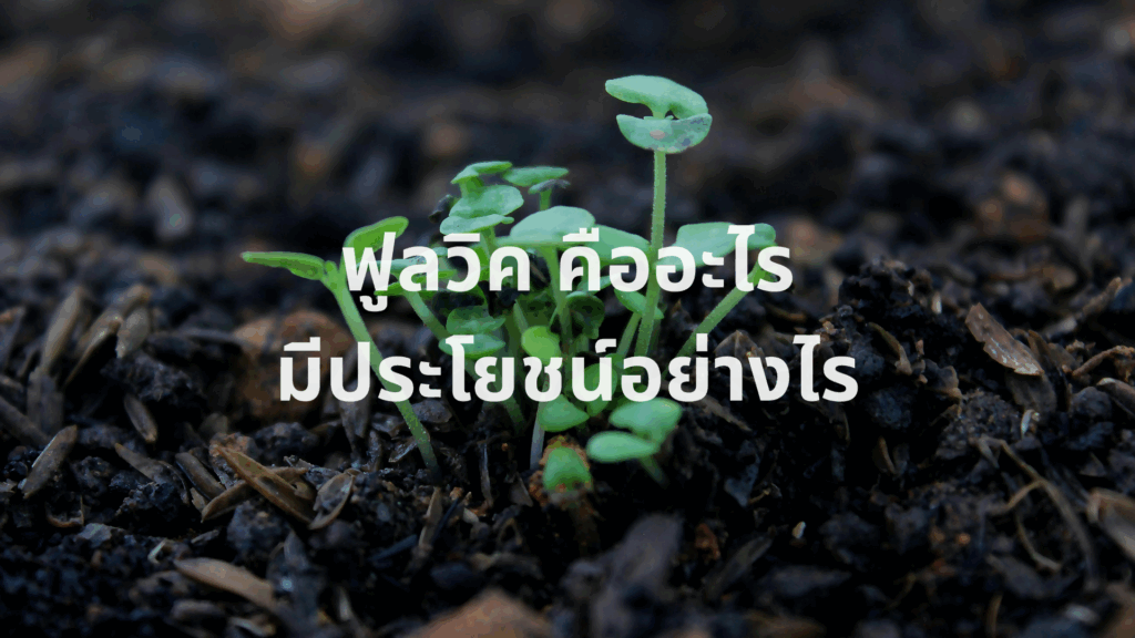 กรดฟูลวิค คืออะไร? พืชแข็งแรง ดินดีขึ้น ด้วยพลังธรรมชาติจากอินทรีย์ ...