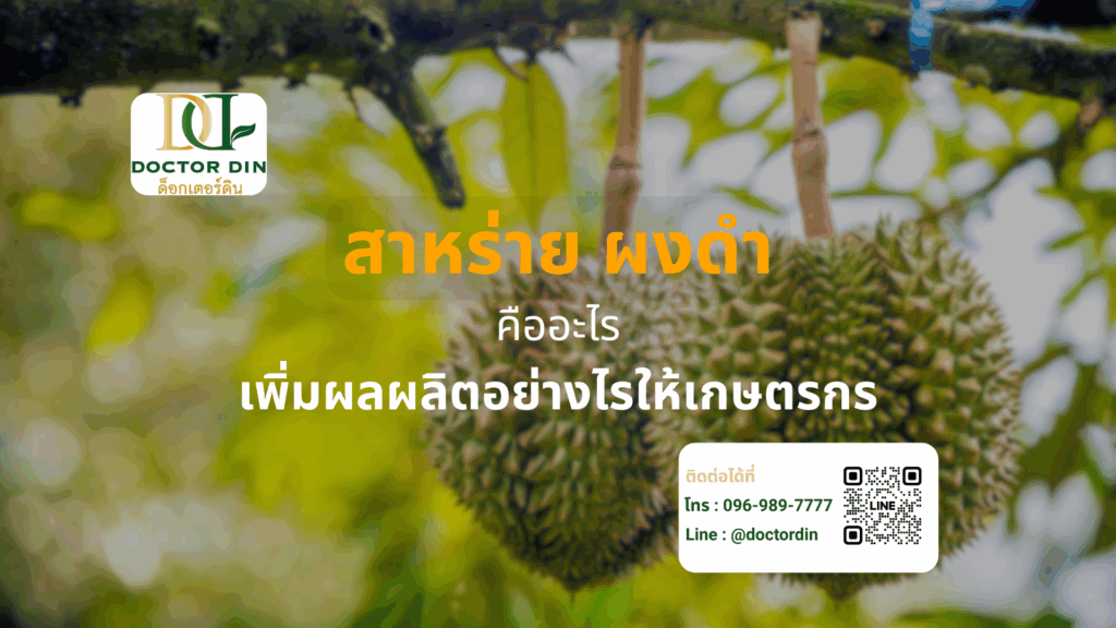 สาหร่ายผงดำ คืออะไร เพิ่มผลผลิตอย่างไรให้เกษตรกร - Dr.Din